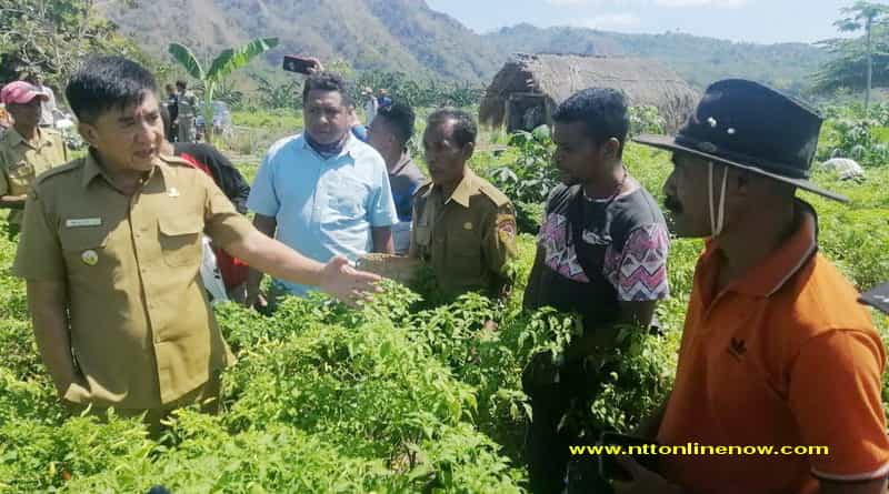Bupati Belu dan Warga Panen Cabe di Perbatasan Haekesak-Timor Leste ...